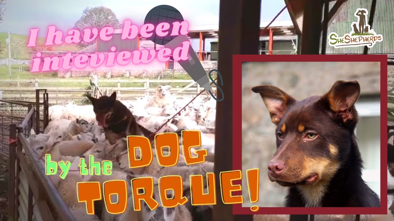I have been interviewed by the DogTorque! - YouTube