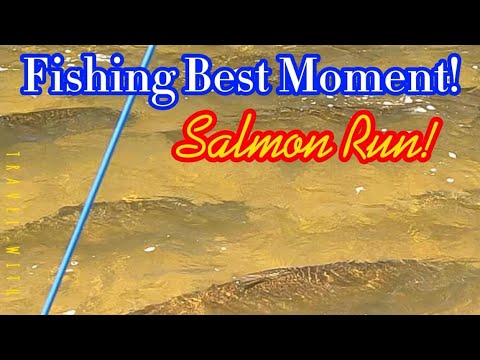 "Salmon Fishing Best Moments – Rewind and Uncut!" 🎣🐟⏪️ #short #nature # ...