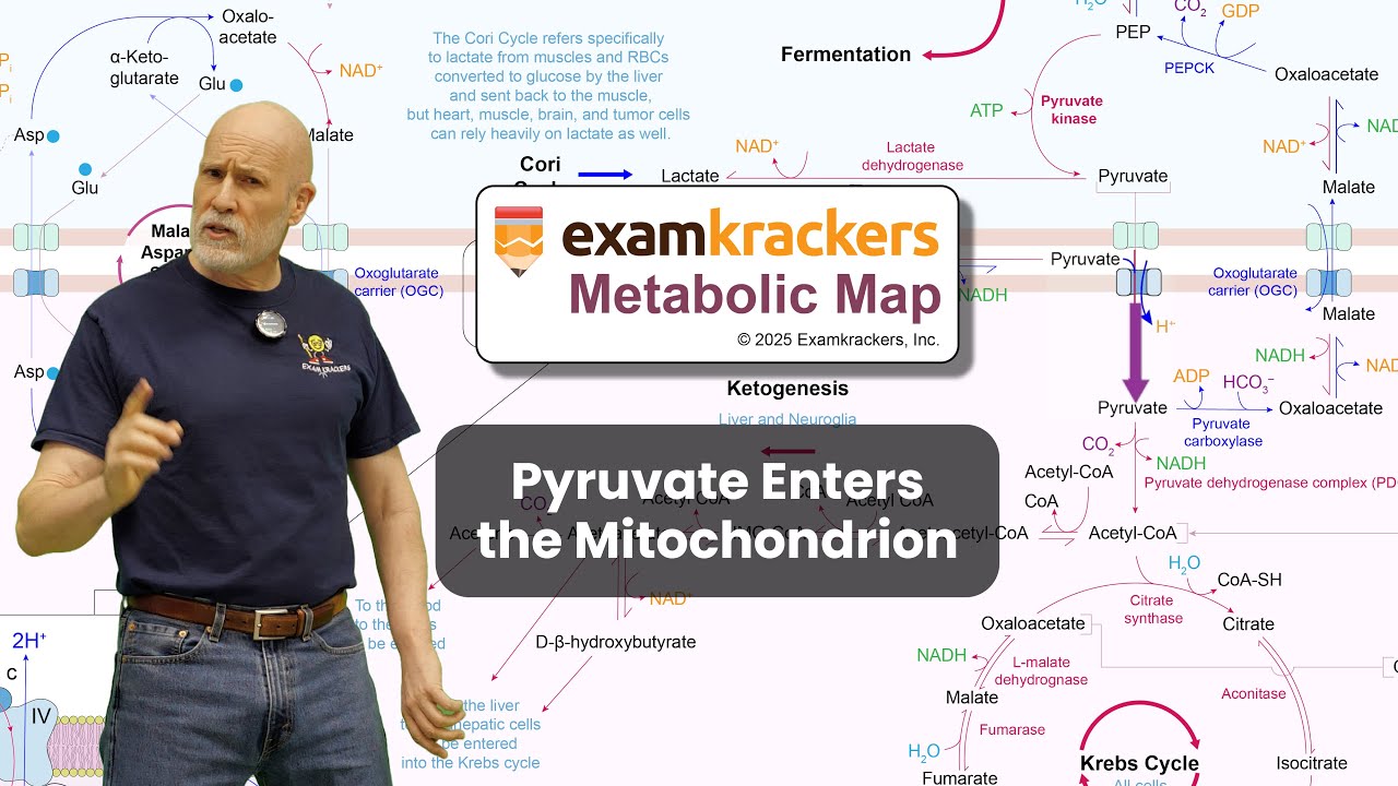 Pyruvate Enters the Mitochondrion - 1Minute Metabolism - YouTube