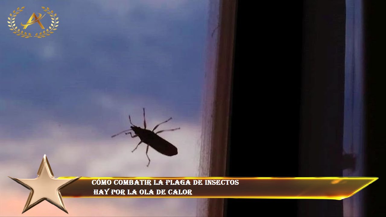Cómo combatir la plaga de insectos hay por la ola de calor - YouTube