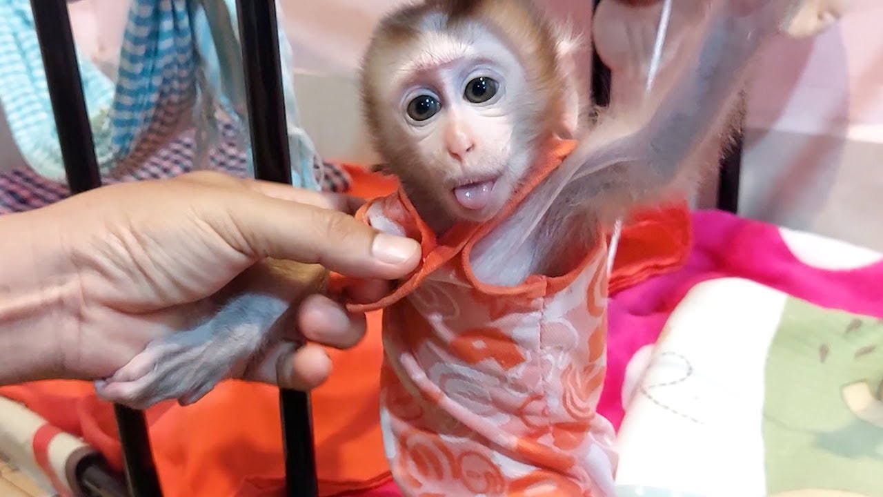 Baby monkey Mino, Milk Bottle and fun - YouTube
