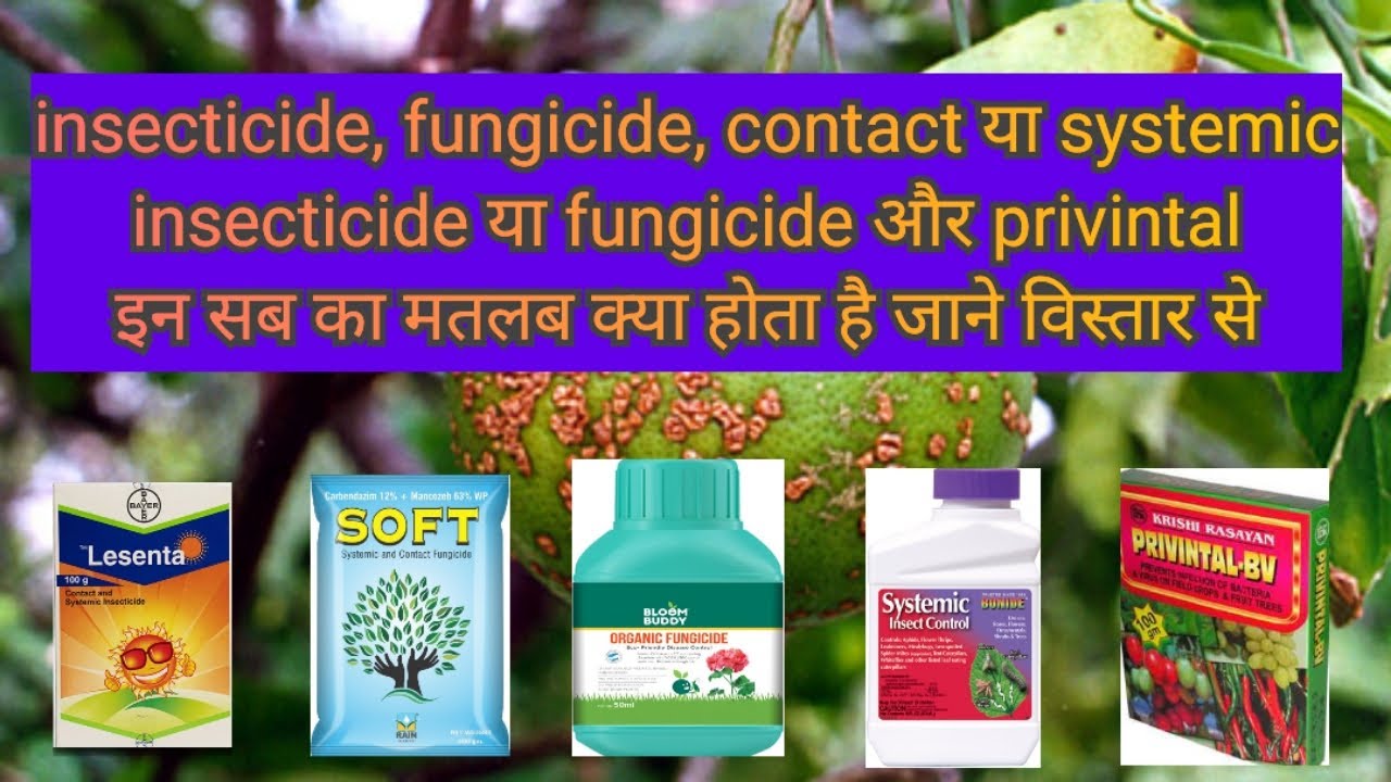 what is a insecticide, fungicide, contact insecticide, systamic ...