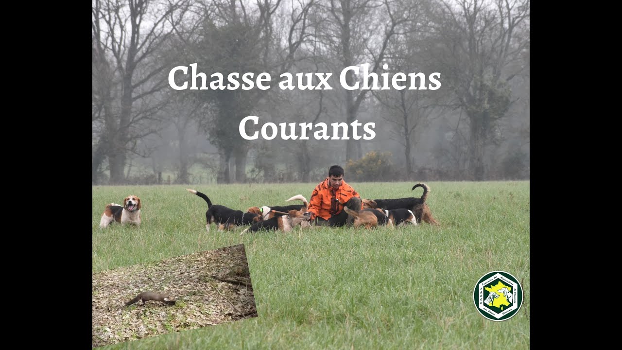Chasse aux chiens courants 2021 - un gibier spécial ! - YouTube