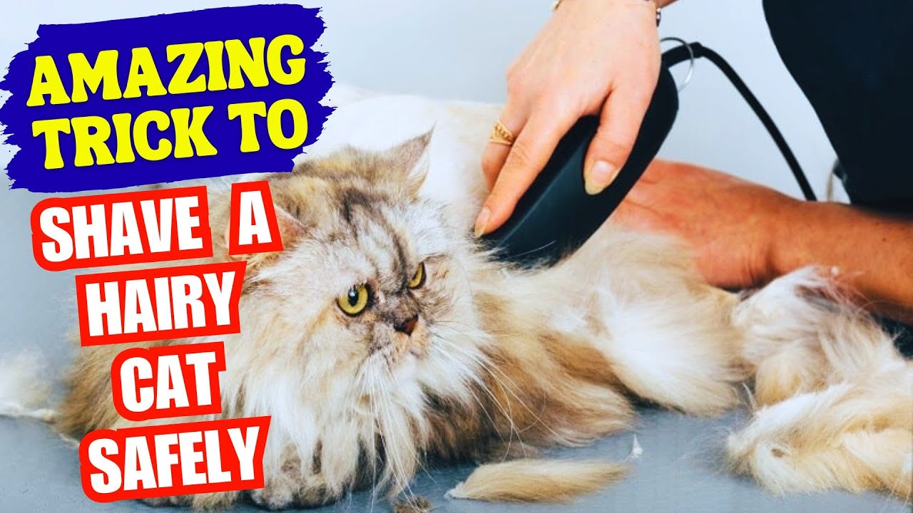 How to Safely Shave a Long-Haired Cat at Home (No Stress)🐱 ️ - YouTube