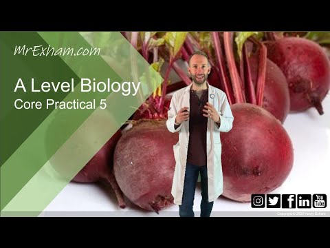 Core Practical 5 - A Level Biology - YouTube