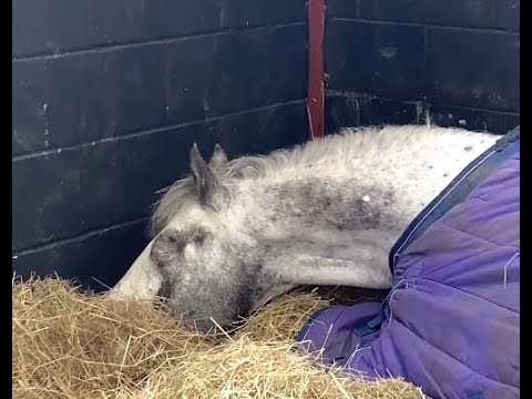 Sunday Stallion Siesta - YouTube