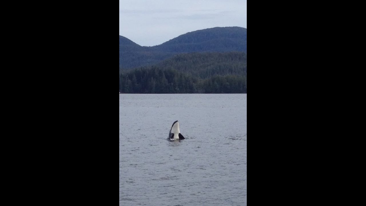 Alaska Killer Whales (Orcas) Talking & Communicating - YouTube