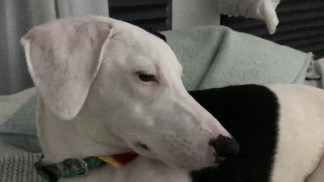 Meh dog - YouTube