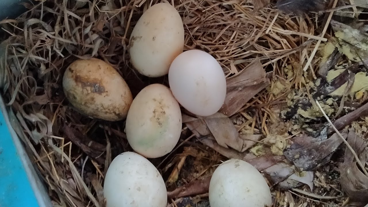 NATIVE CHICKEN | Backyard farming | Buhay Probinsya | Poultry - YouTube