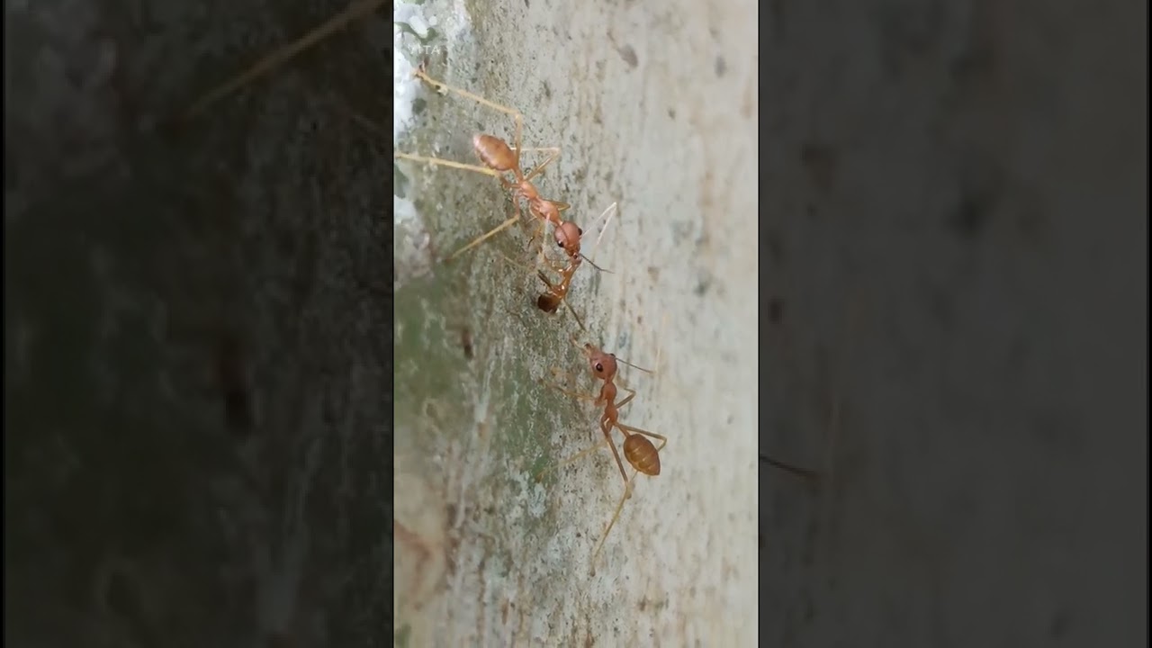 ANT VS ANT - YouTube