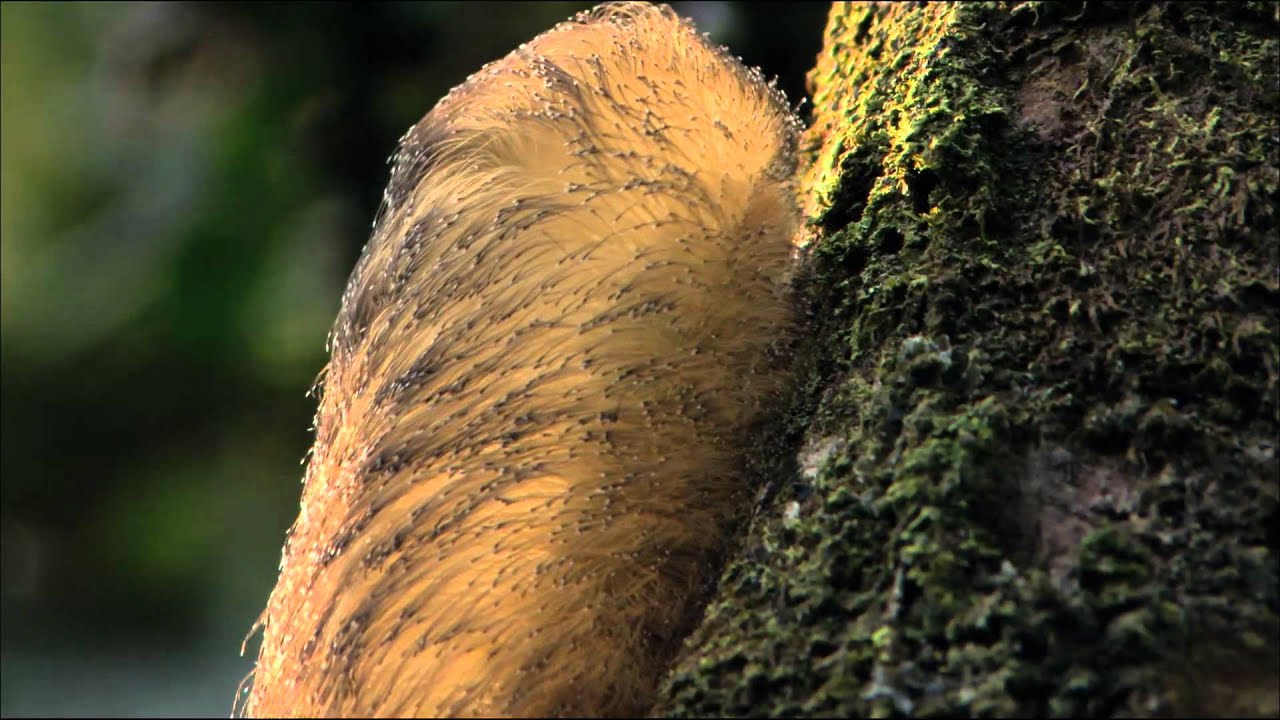 Mythos Amazonas Trailer - YouTube