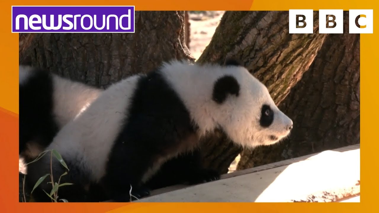 The CUTEST twin Panda cubs! | Happy News | Newsround - YouTube