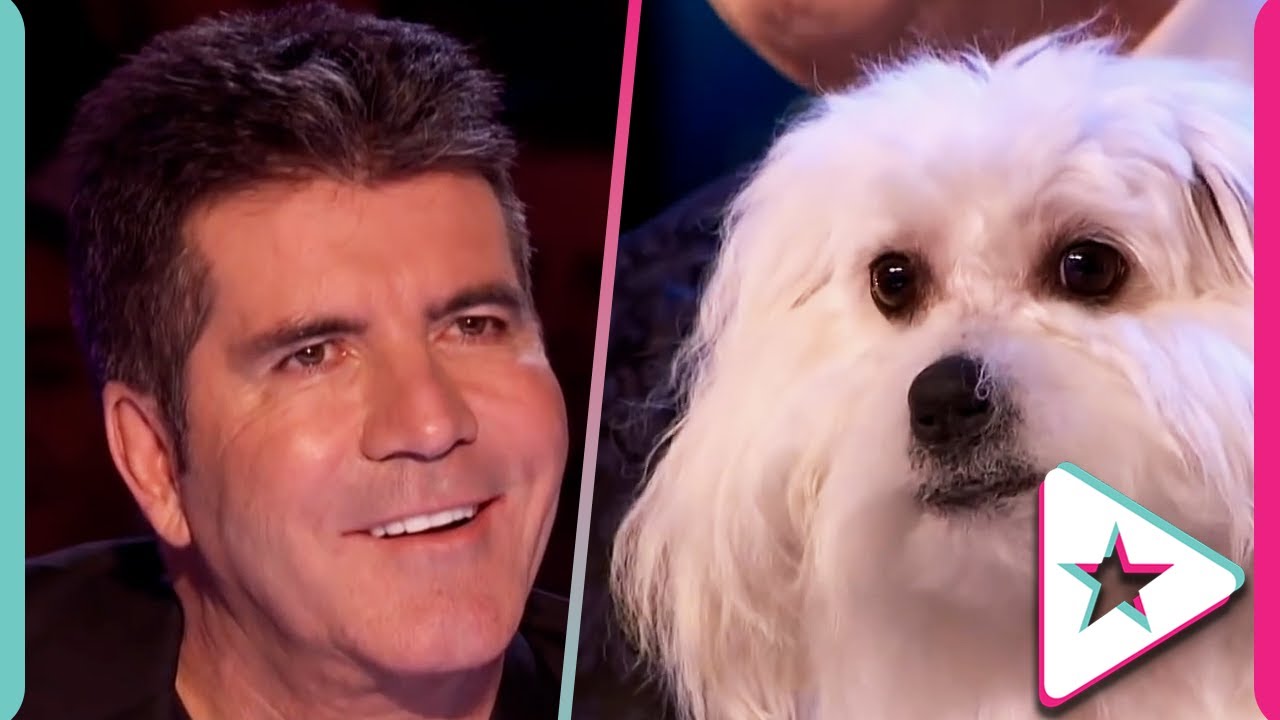 A Talking DOG Audition on Britain's Got Talent?! - YouTube