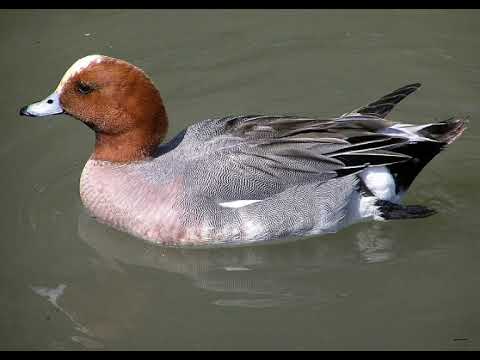 gadwall duck .fiyu sviston ordek