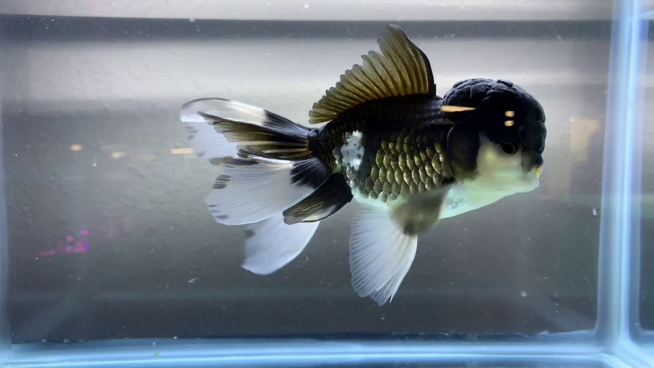 Panda Oranda - YouTube