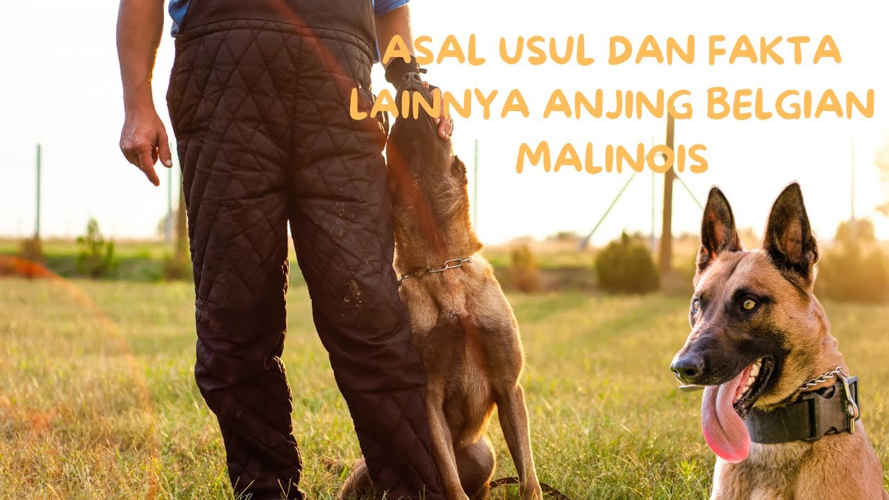 DUNIA ANJING ASAL USUL DAN FAKTA LAINNYA ANJING BELGIAN MALINOIS - YouTube
