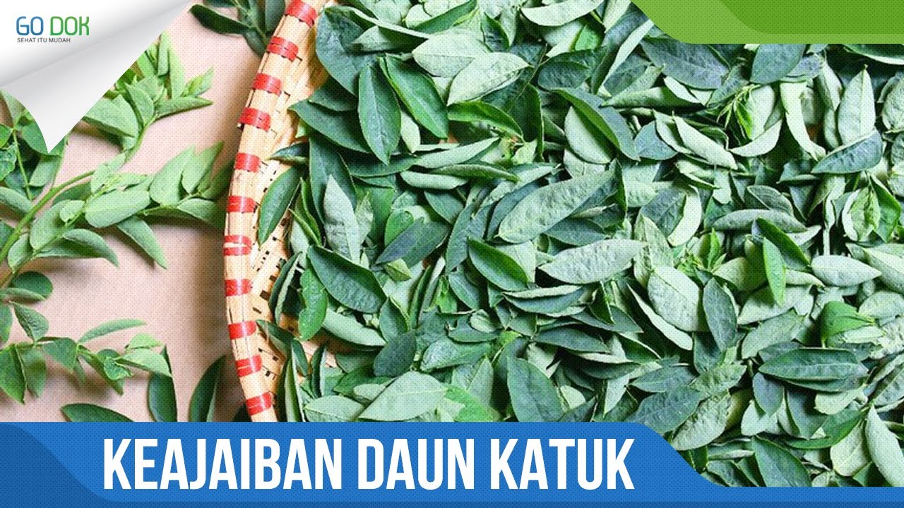 Khasiat mujarab daun katuk yang belum Anda ketahui / Go Dok Indonesia ...