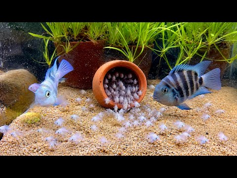 Polar Parrot Fish Breeding with babies UPDATE