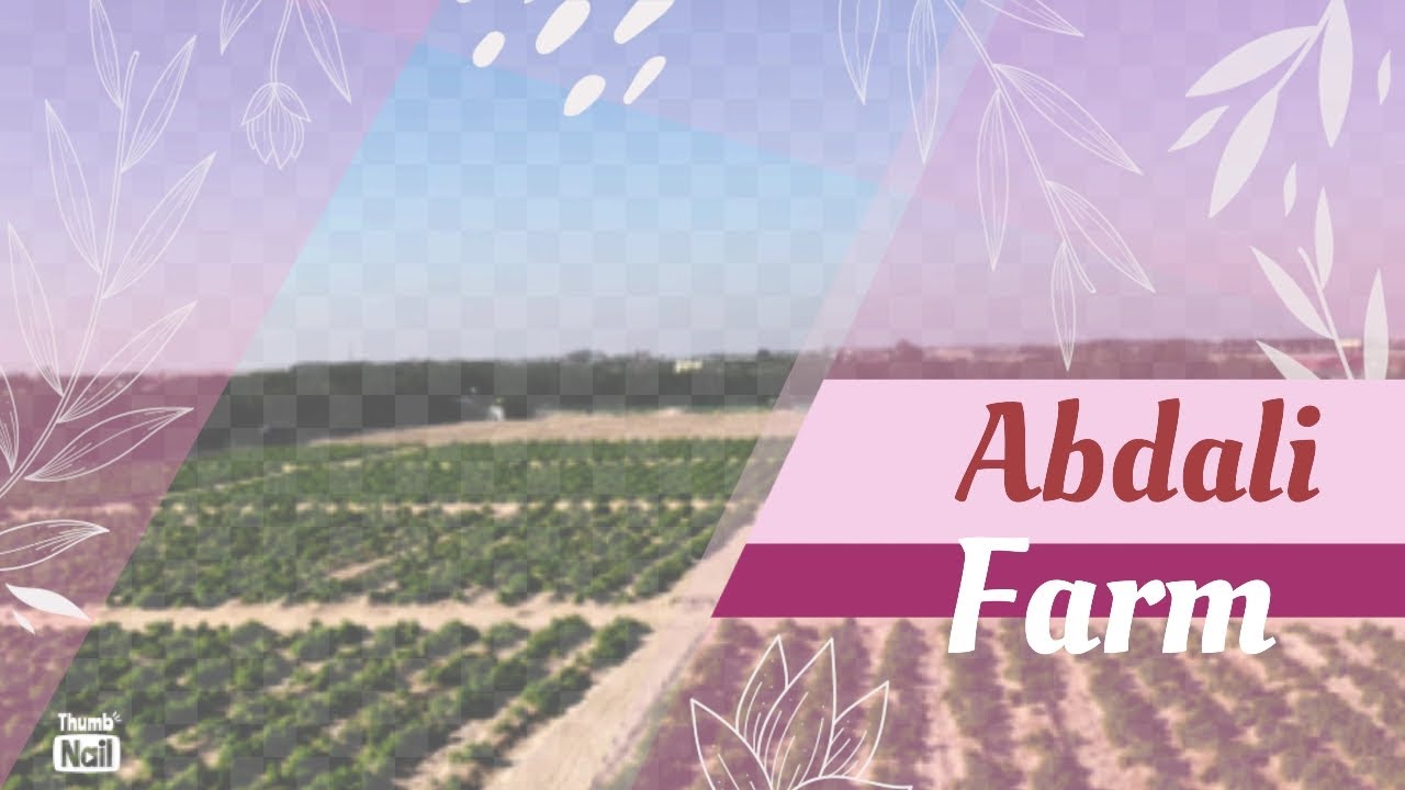 Weekend in Abdali || Abdali Farms || Kuwait - YouTube