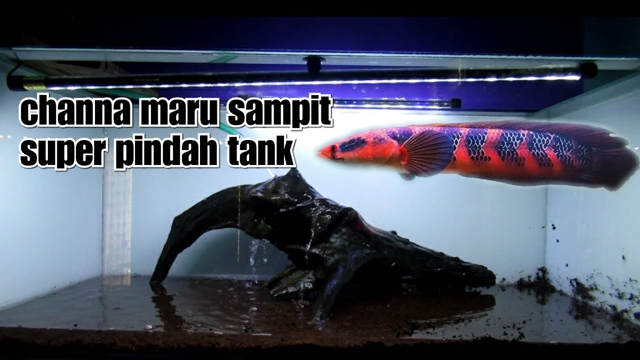 Setting tank Buat CHANNA MERAH super - YouTube