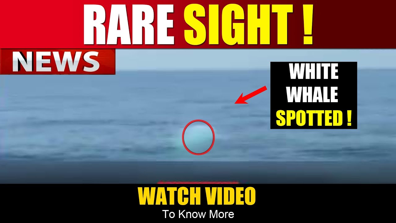 RARE SIGHT : Rare White Whale Spotted on Camera | Watch Video to know ...