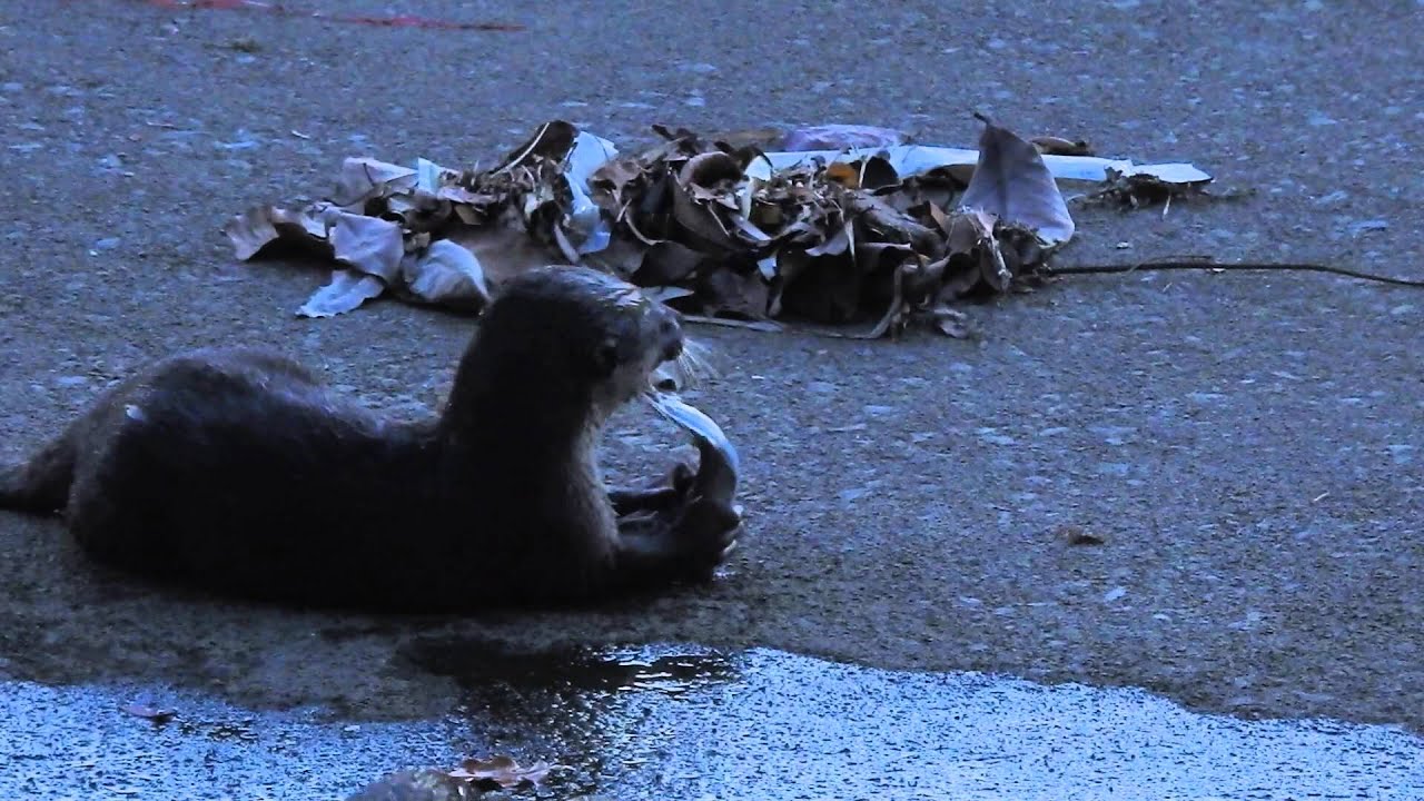 Daddy otter got kids a catfish for breakfast - YouTube