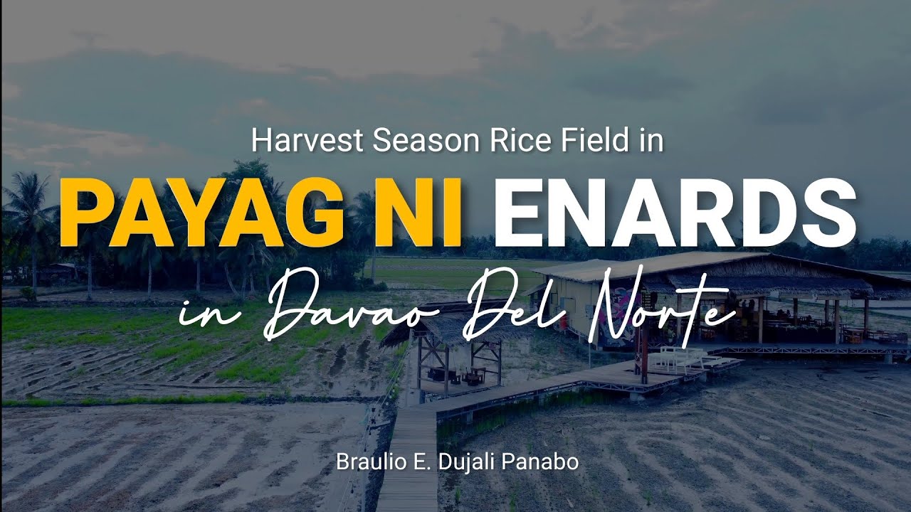 Payag Ni Enards During Harvest Season - Restaurant in Rice Field Panabo ...
