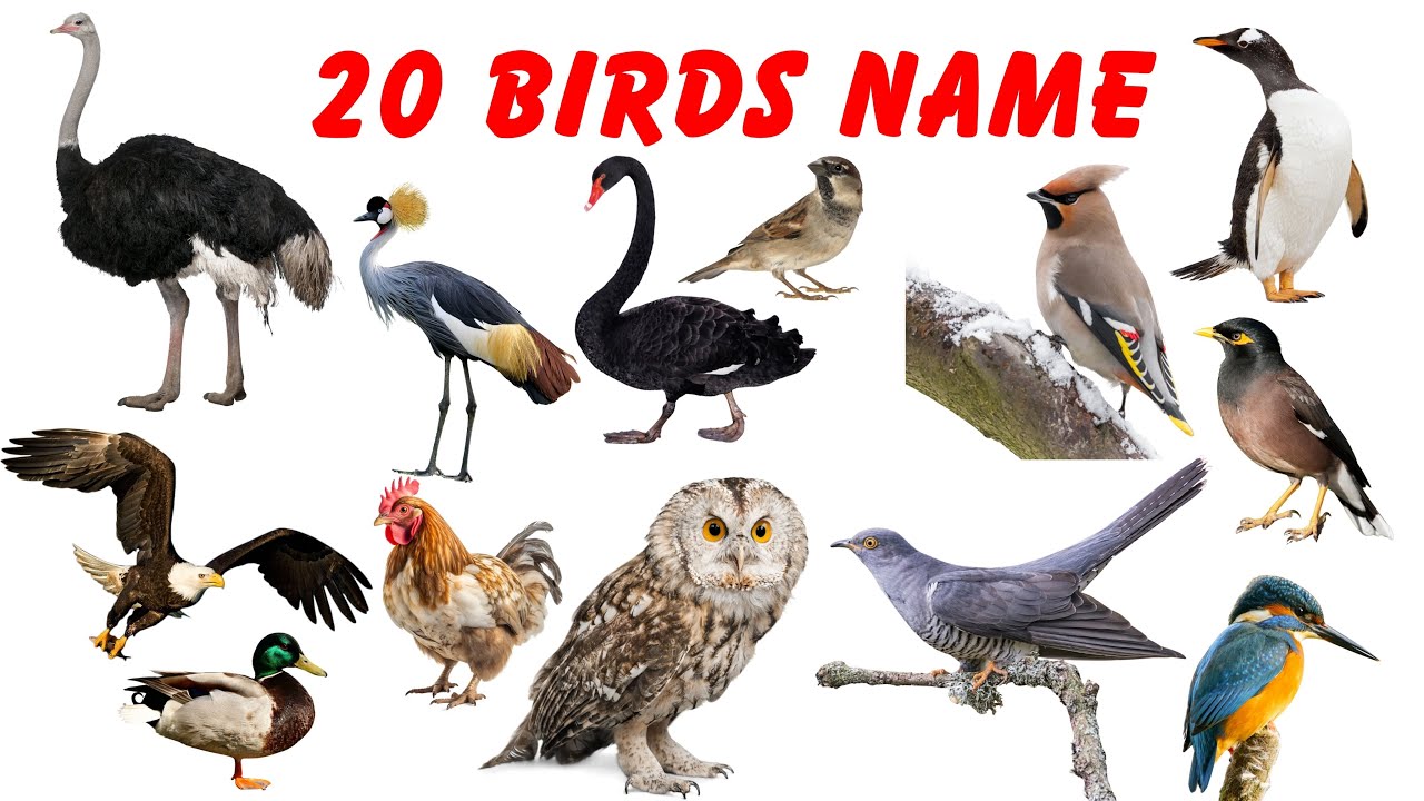 পাখির নাম | Bird Names in English & Bengali | Learn Common Birds ...