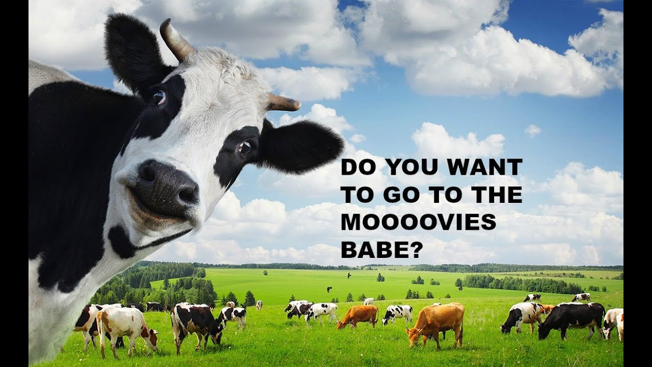 COW PUNS The Environmental Problems Of Meat Consumption YouTube cow-puns-the-environmental-problems-of-meat-consumption-youtube
