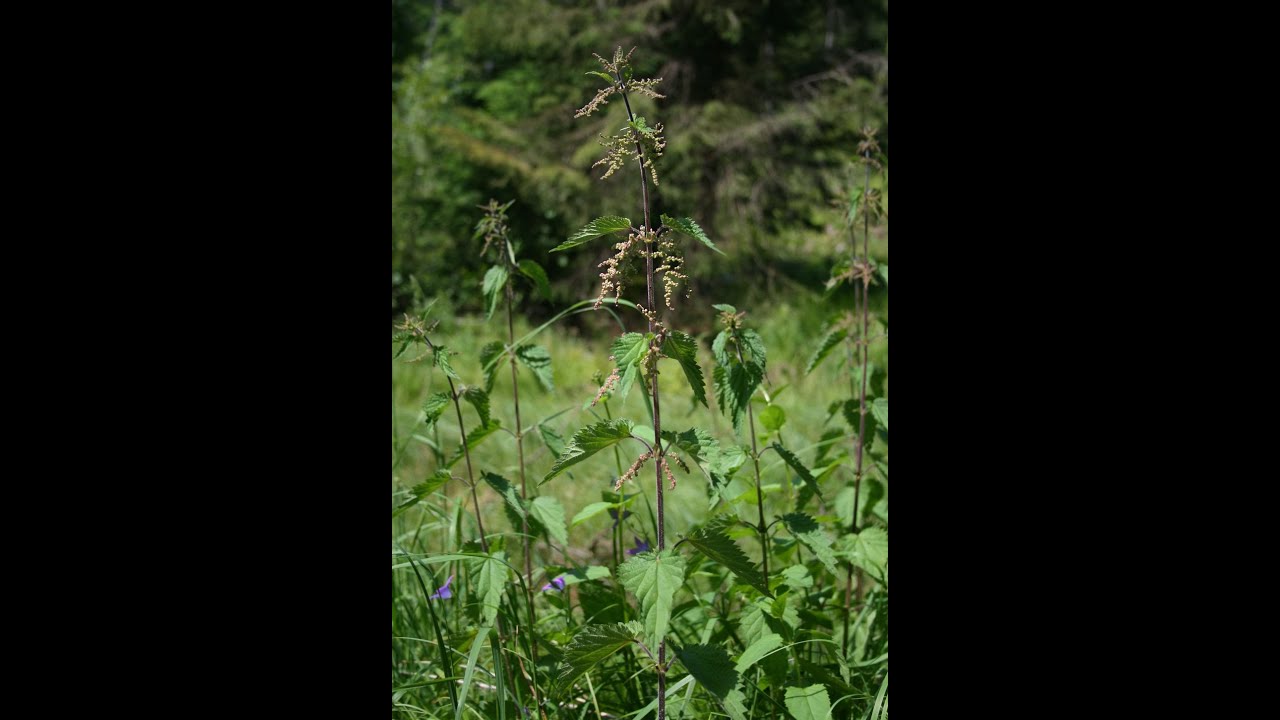 Eating Raw Stinging Nettle also Thistle a Trailside Snack - YouTube