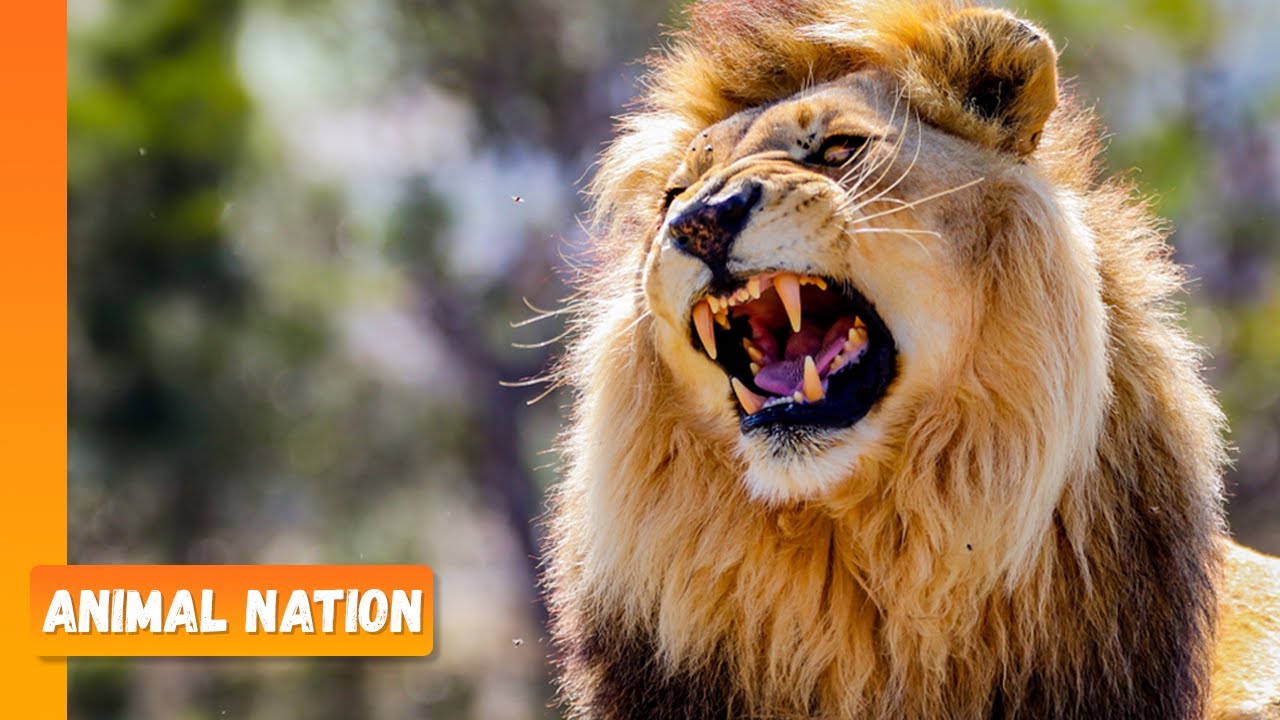 Lions Mighty Roar! - Animal Nation - YouTube