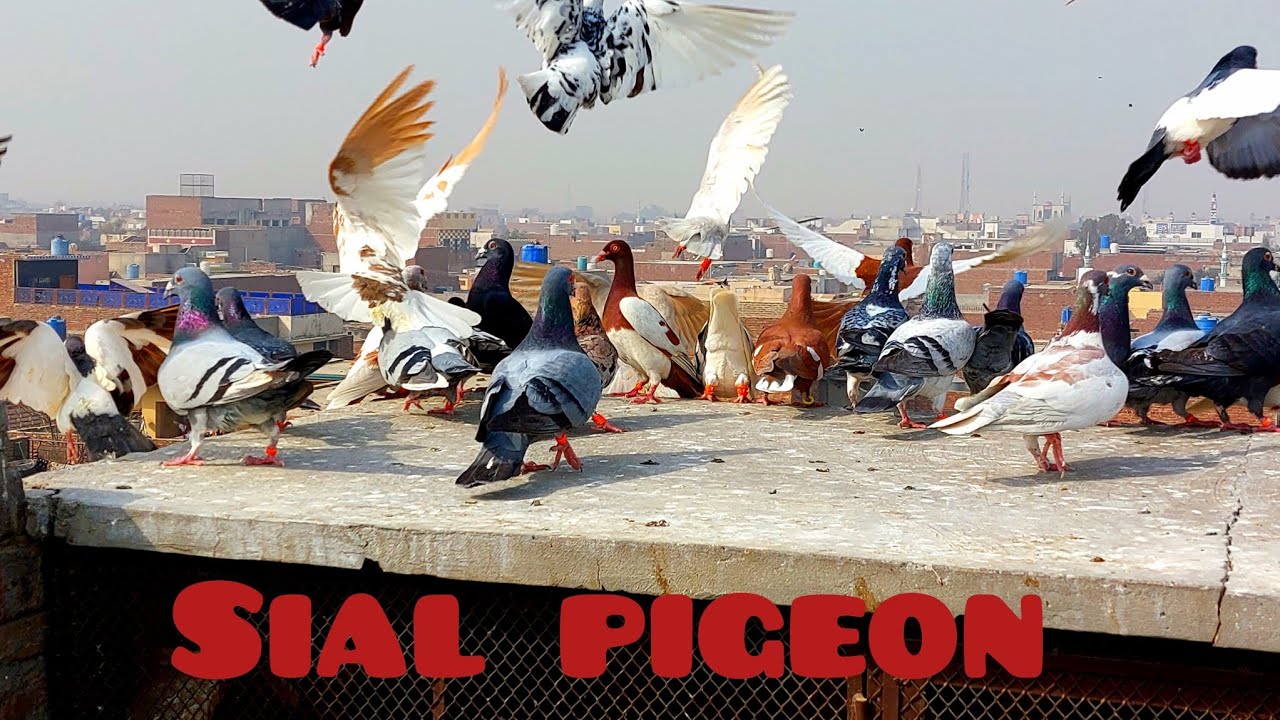 2nd Day pathy lambii pati training #peigons #birds #vlog - YouTube