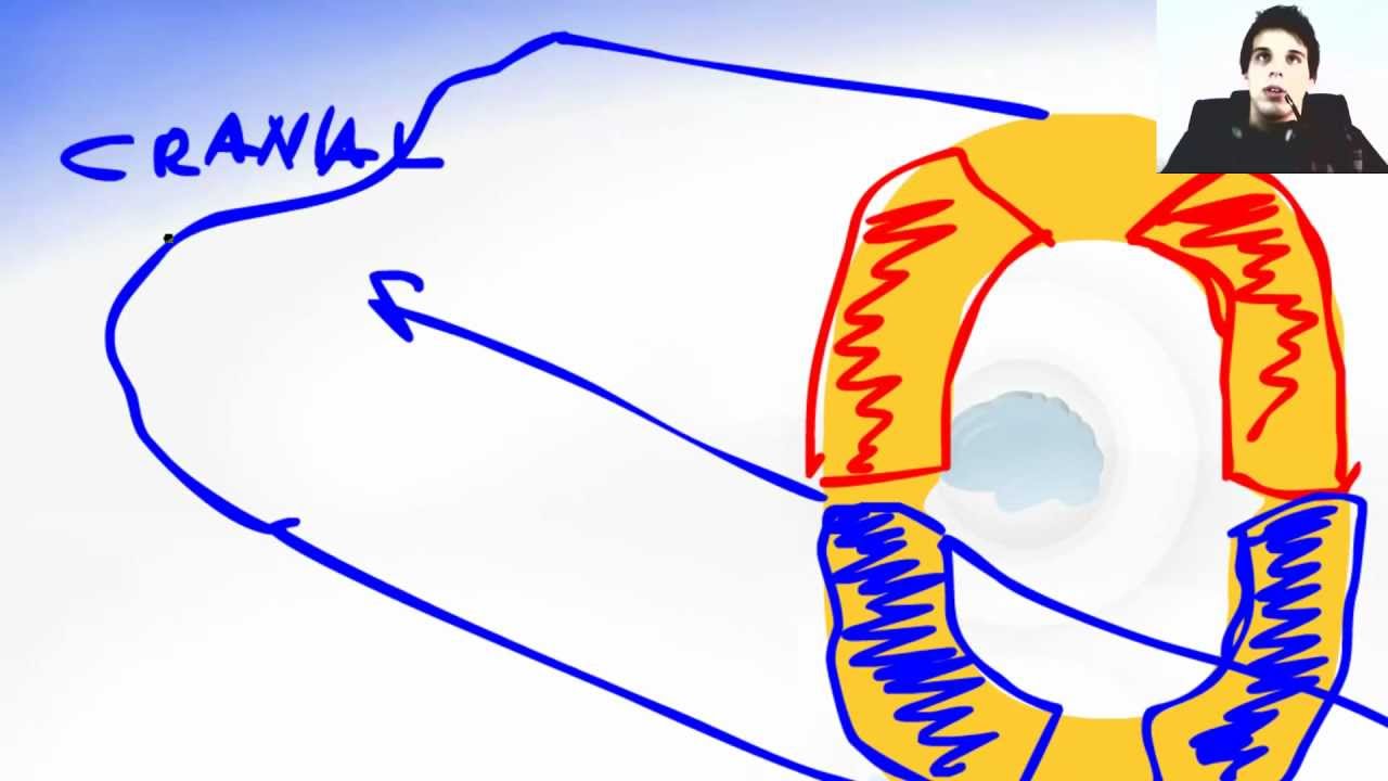 Neural Tube Embryology - Brain Development - YouTube