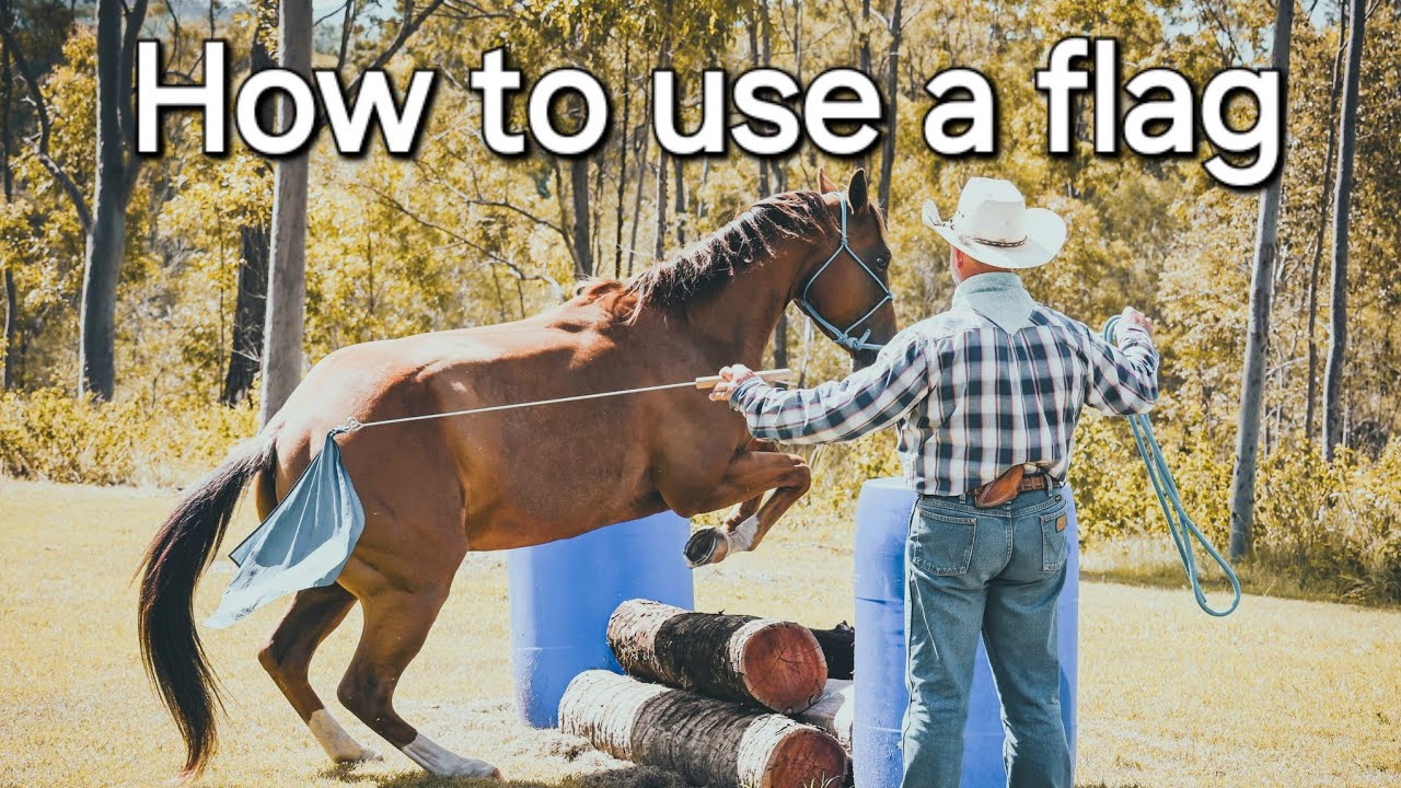 HOW and WHY I use a flag when working with horses - YouTube
