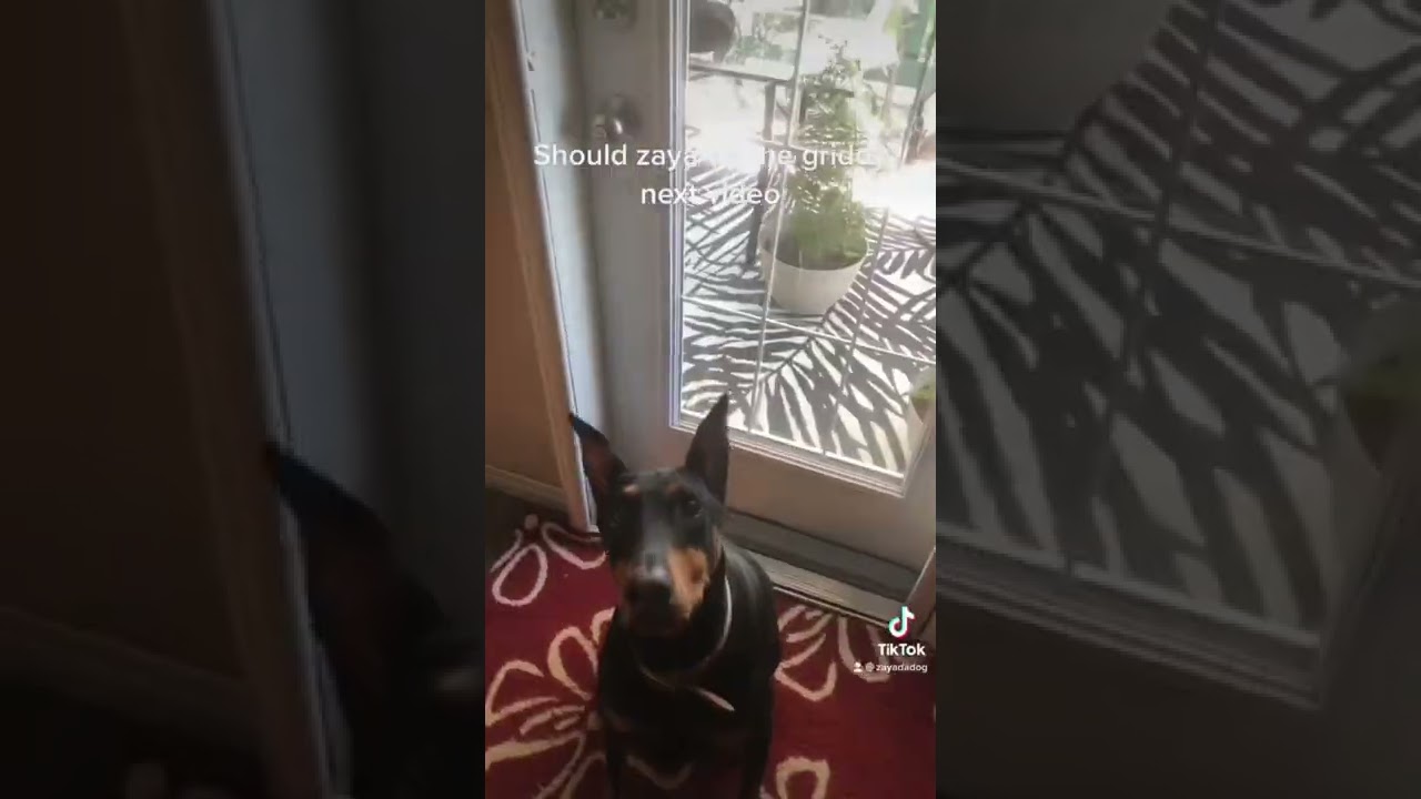 Dog hits the griddy #doberman #griddy - YouTube