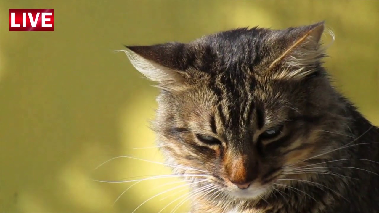 This cat does *NOT* want to be seen on camera - YouTube