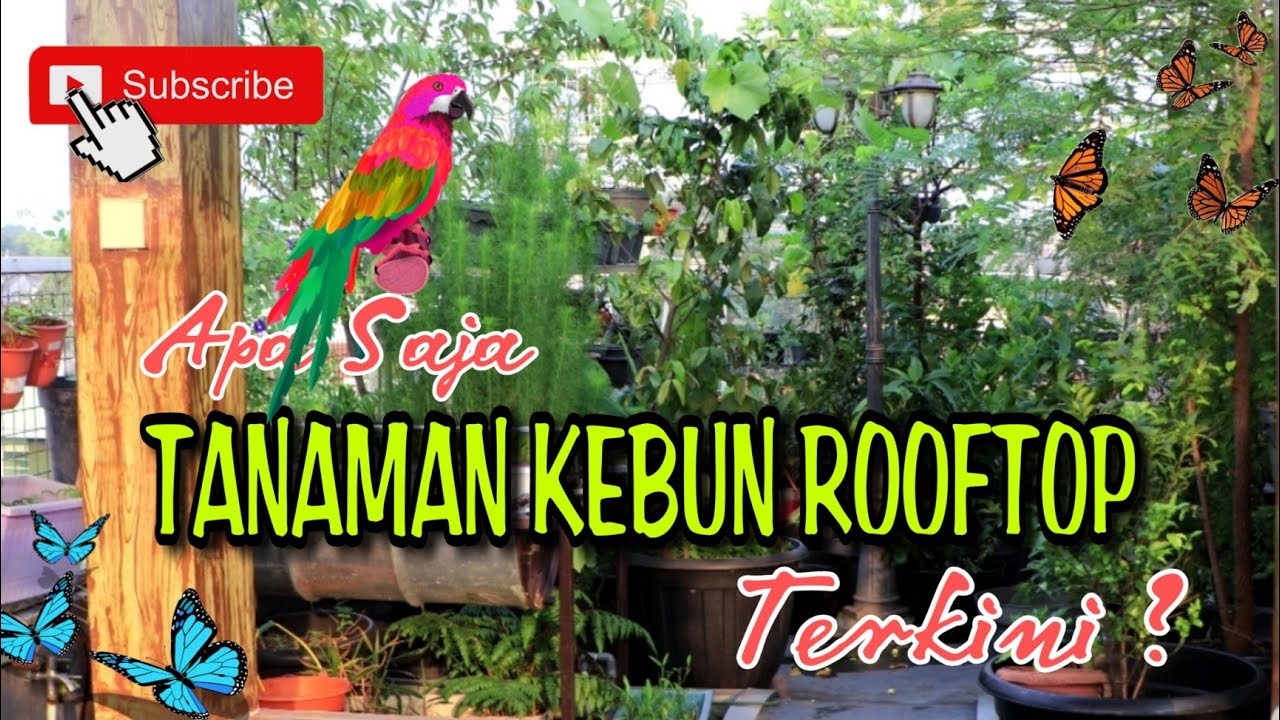 Apa Saja Tanaman Kebun Rooftop Terkini ? - YouTube