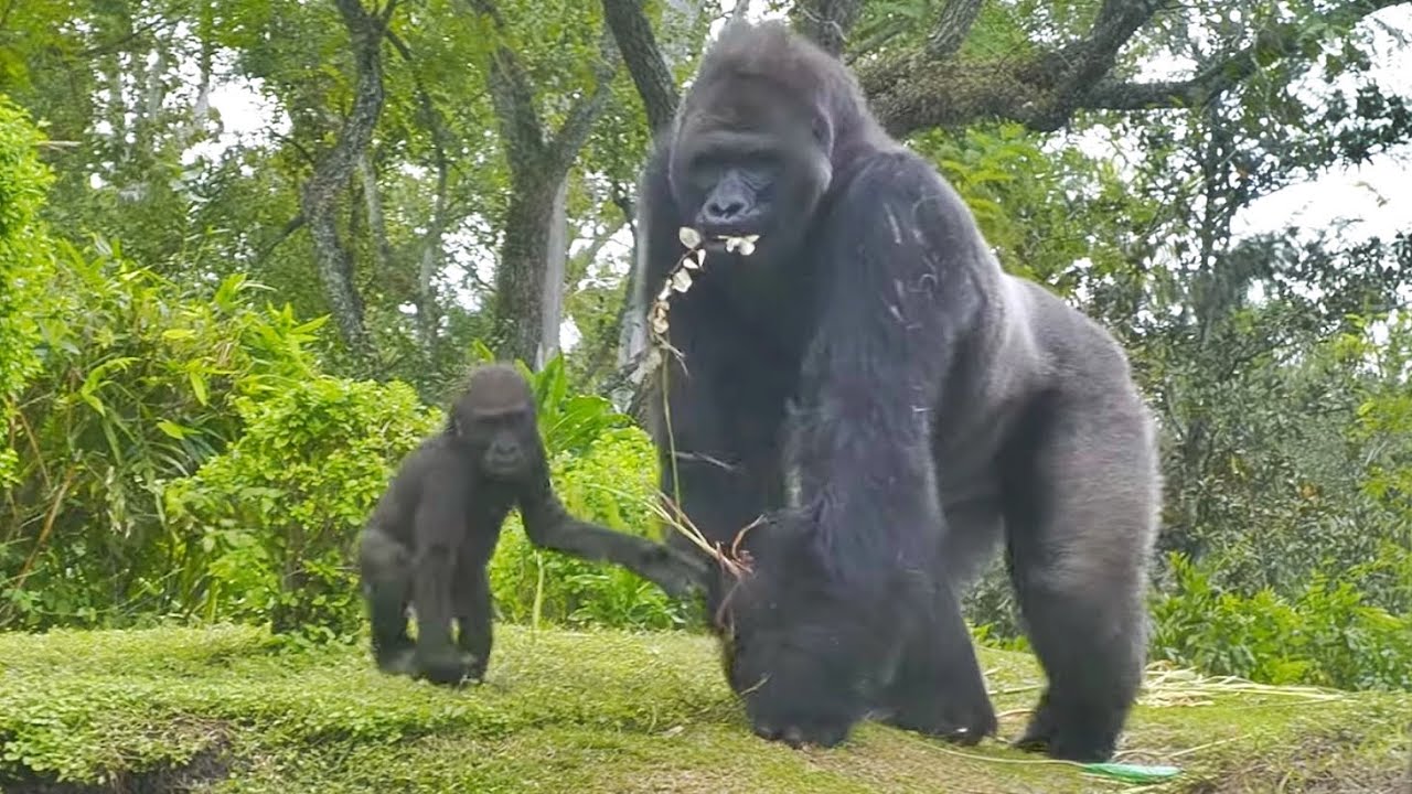Baby gorilla and Silverback. Father child funny and tender moments ...