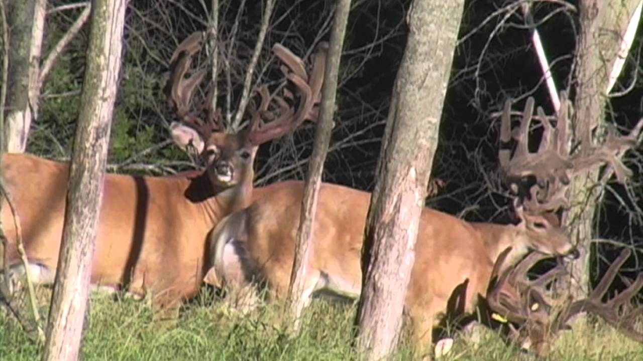 2015 Fall Whitetail Buck - YouTube