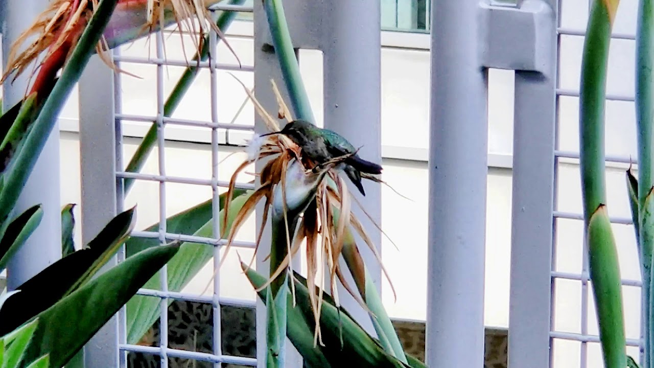 Hummingbird with down feather stuck to its beak - YouTube