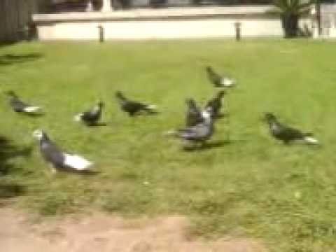 Pigeon donek - YouTube