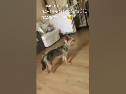 #Мега_капибарики #врекипж #глобальныерекомендации #говрек #вреки # ...