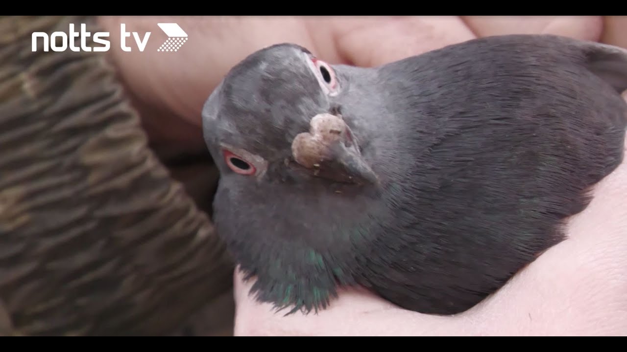 How the Stringfoot Superheroes are helping Nottingham's pigeon ...