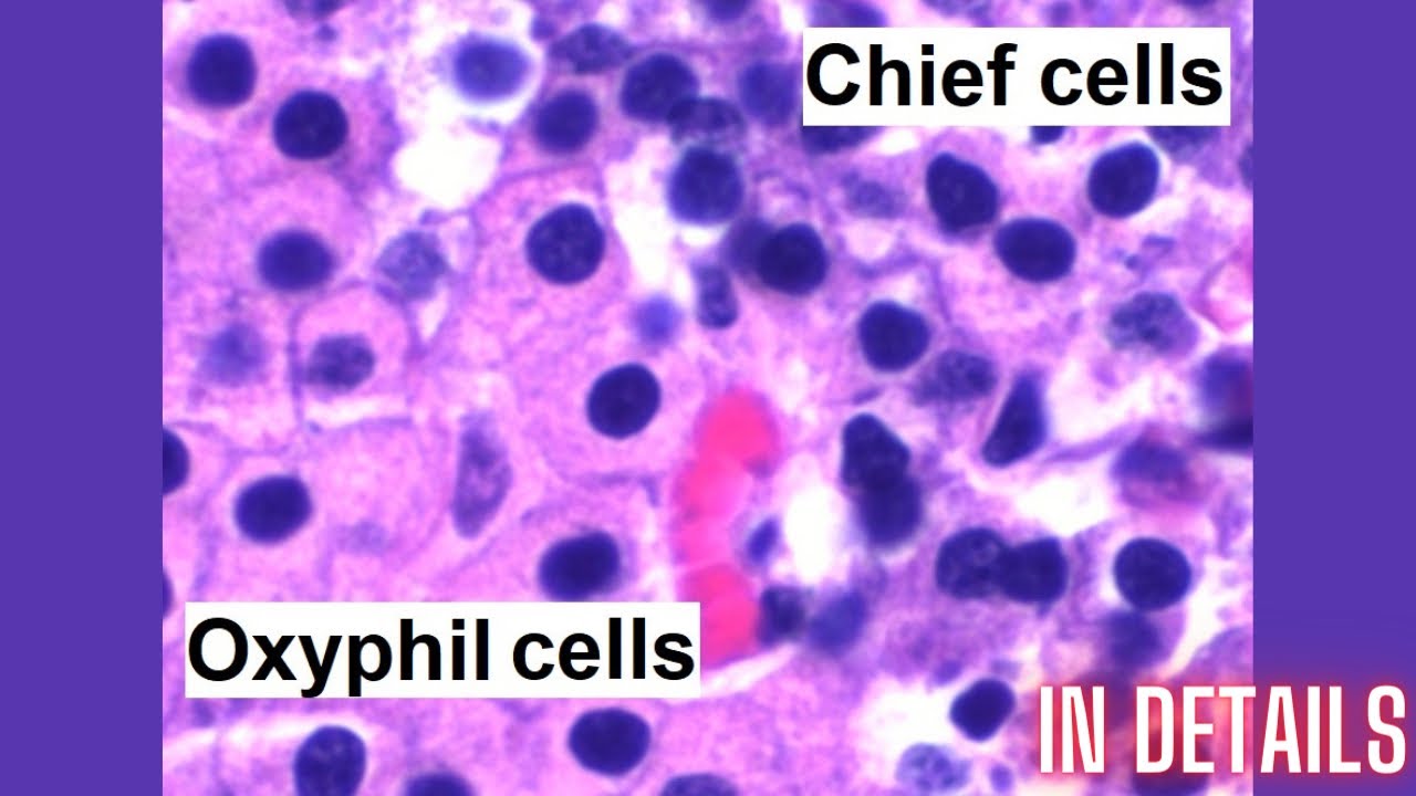 Chief cells & Oxyphil cells in details. Cytology part 85 - YouTube