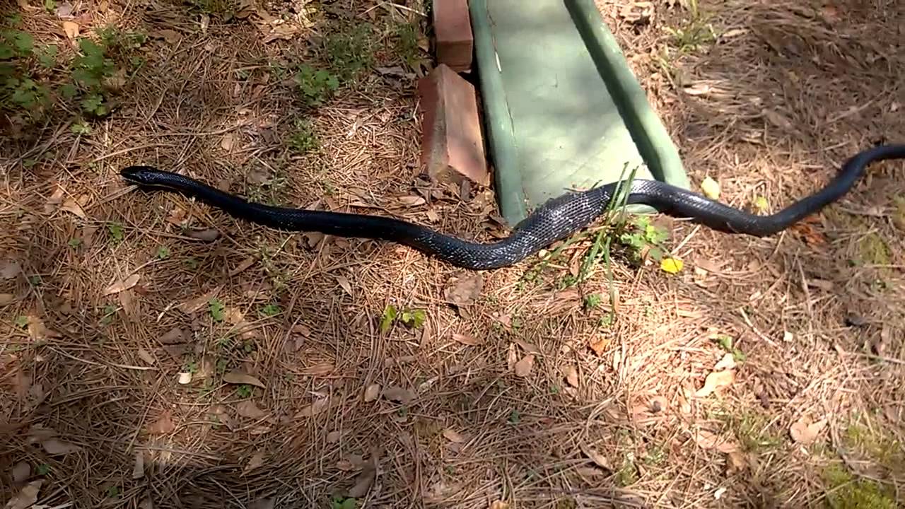 Black Rat Snake with a Full Belly. - YouTube