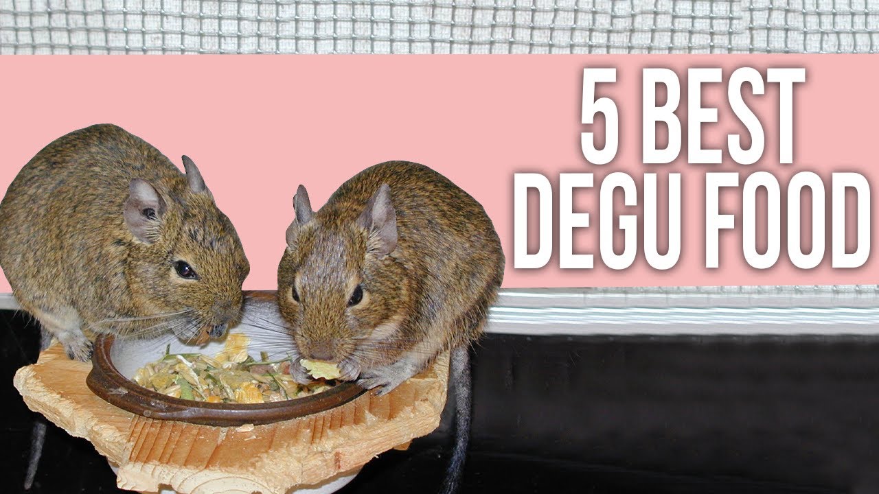 5 Best Degu Food You Should Give to your Pet! - YouTube