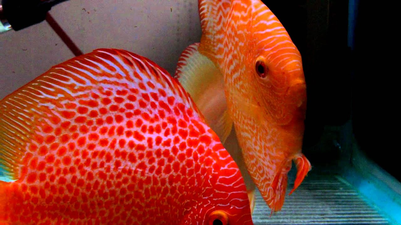 albino discus - YouTube
