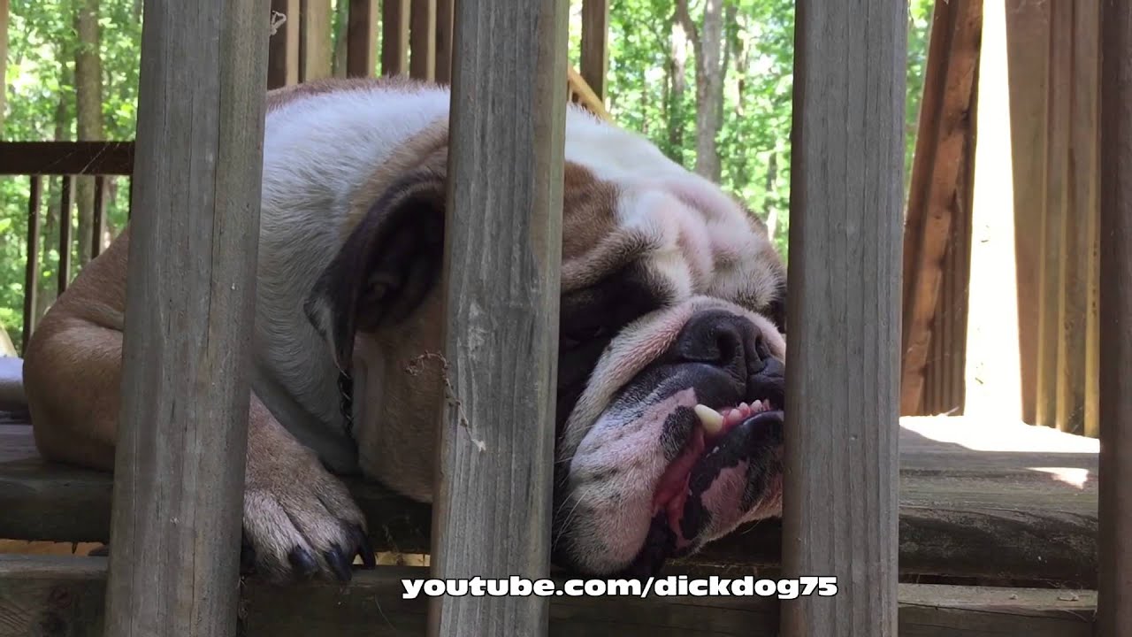 English Bulldog Mating Call - Willie the Bulldog - YouTube