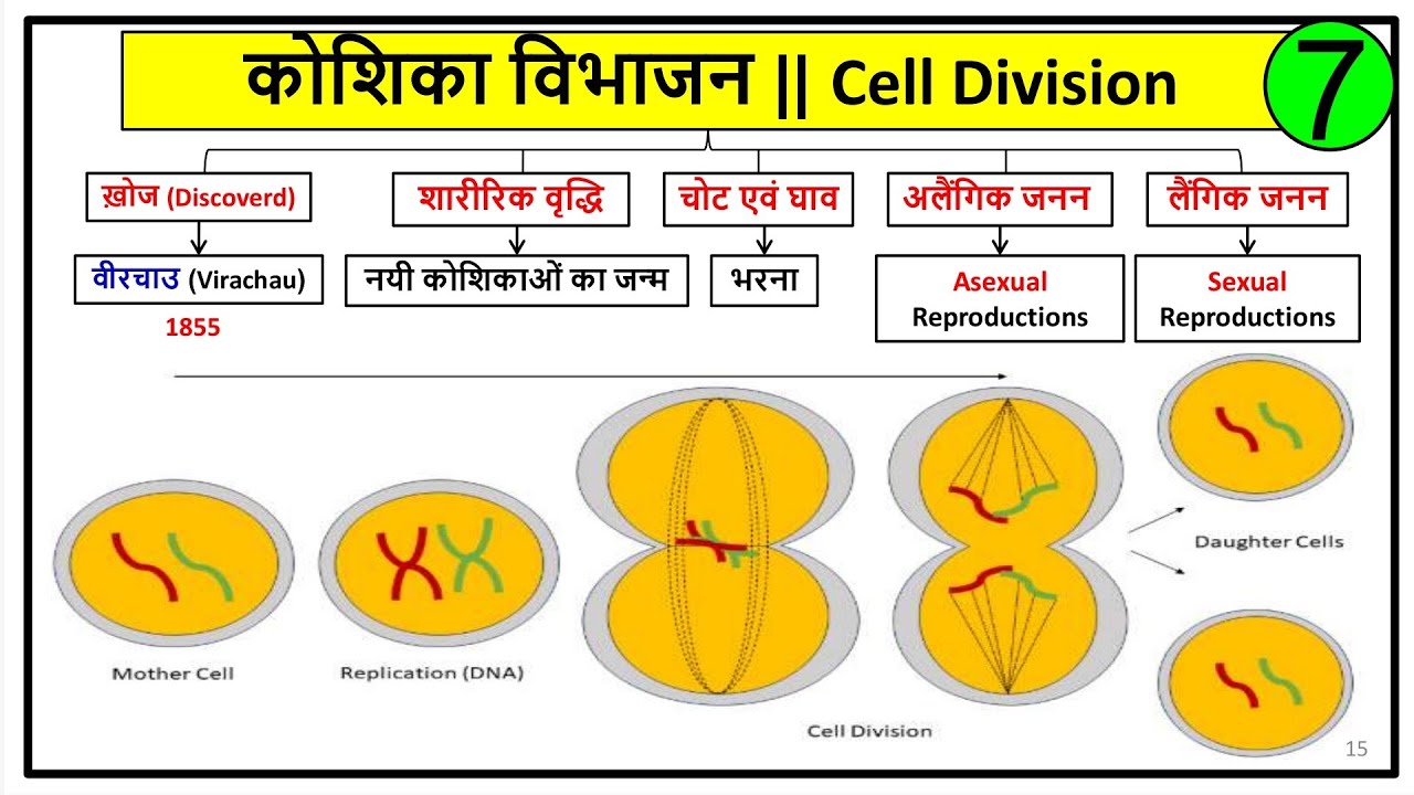 #7 कोशिका विभाजन | Cell Division | कोशिका विभाजन के प्रकार | Types of ...