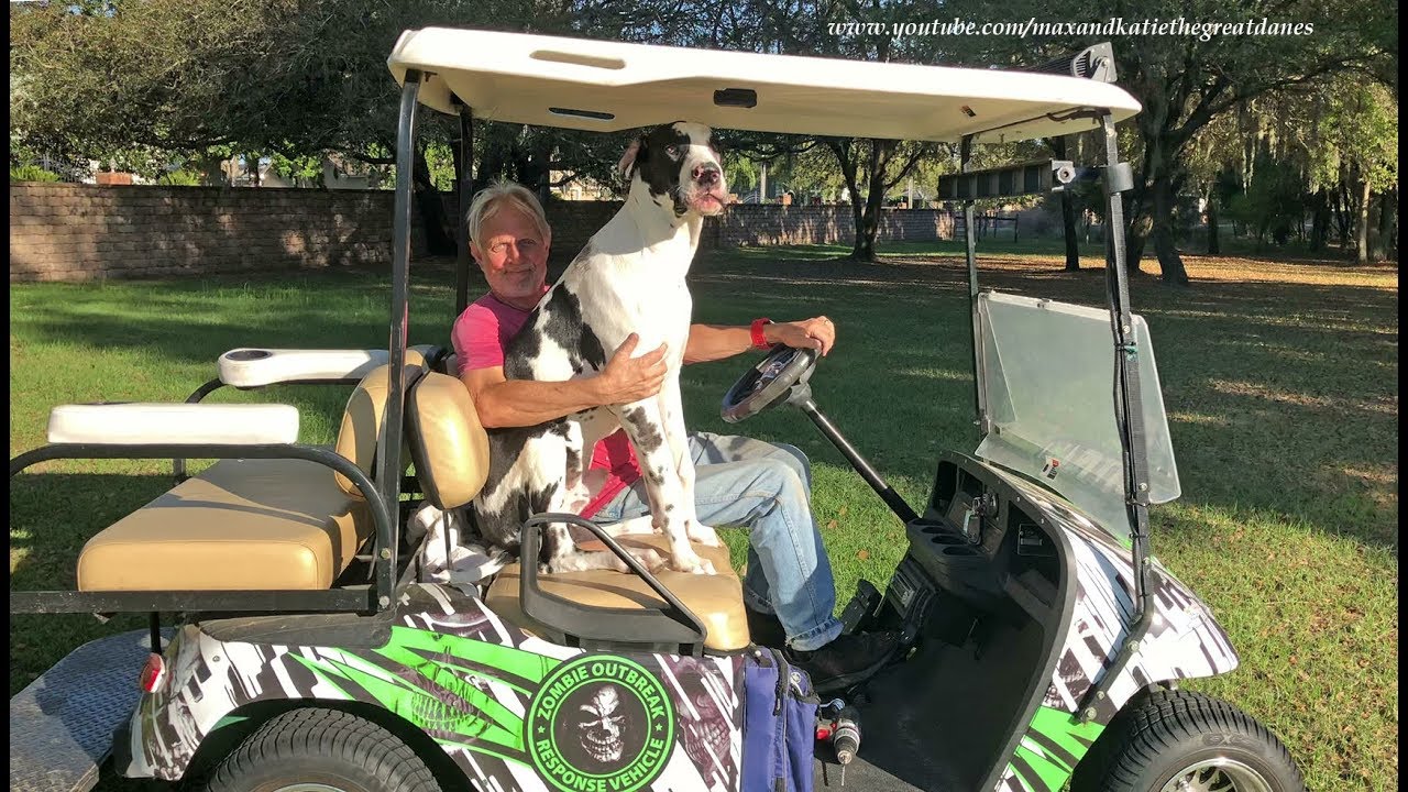 Funny 7 Month Old Great Dane Puppy Goes For a Golf Cart Ride - YouTube